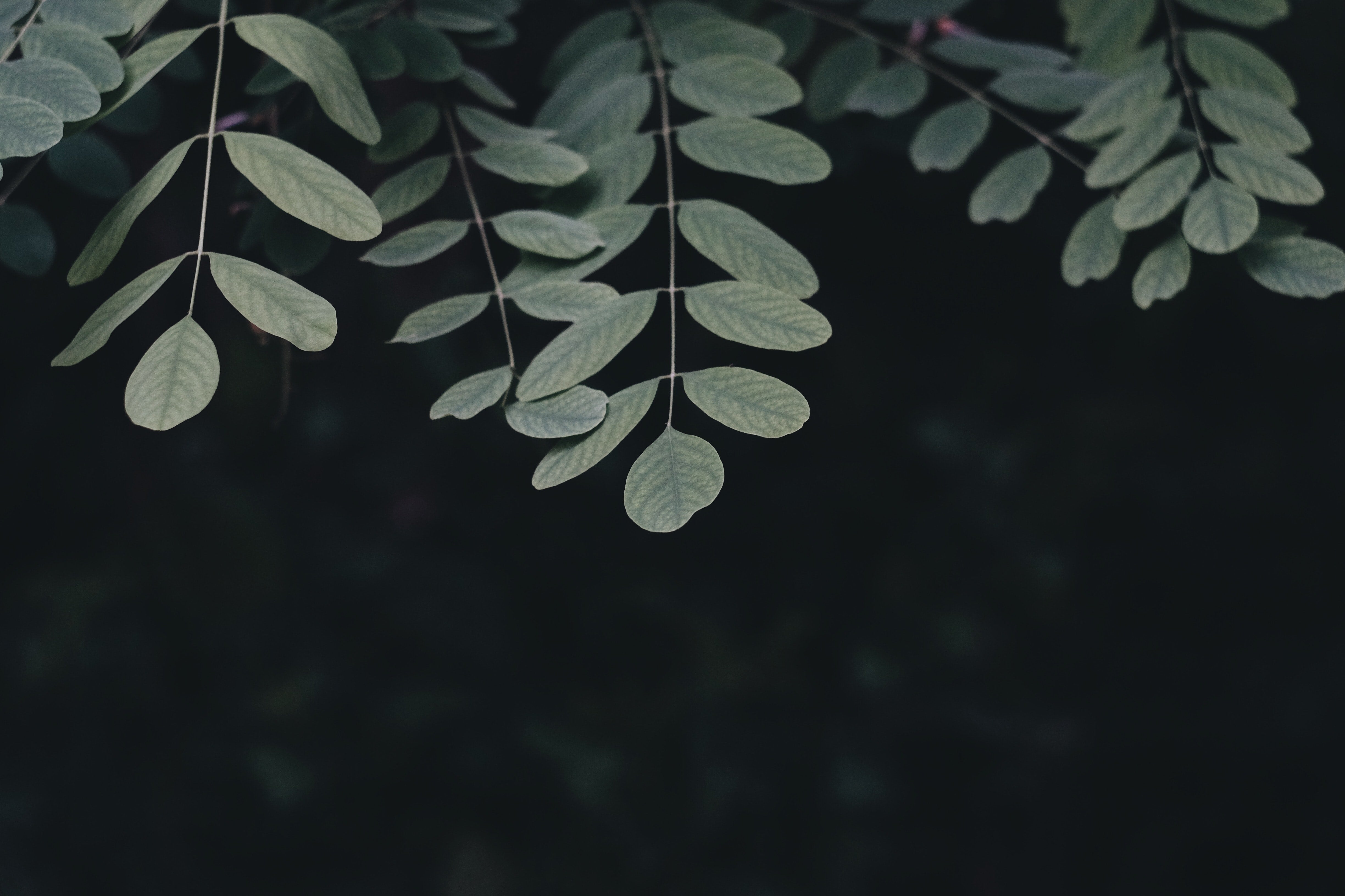 Moonflora Botanics